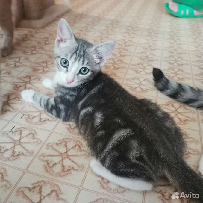 Серенький котёнок Лёлик