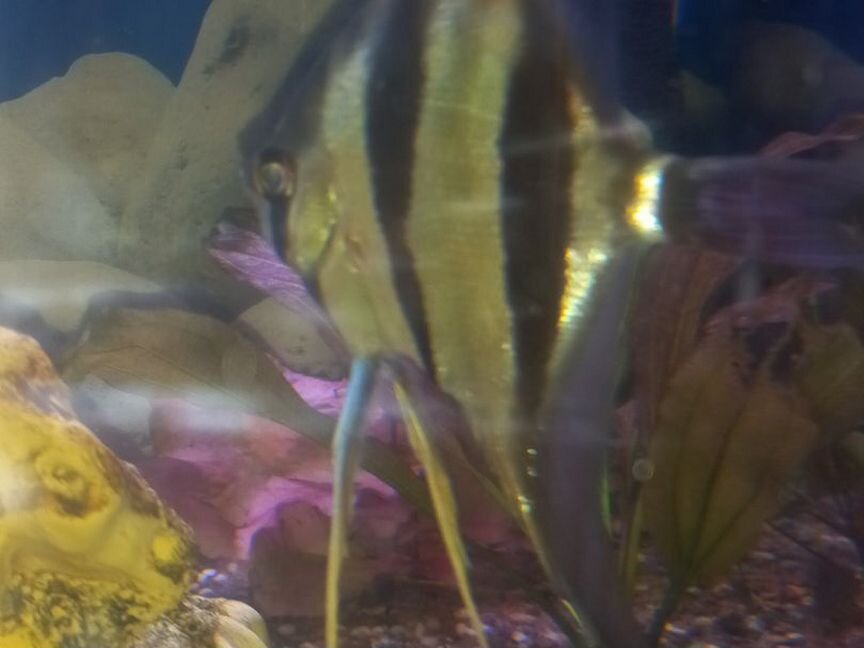 Альтум ориноко