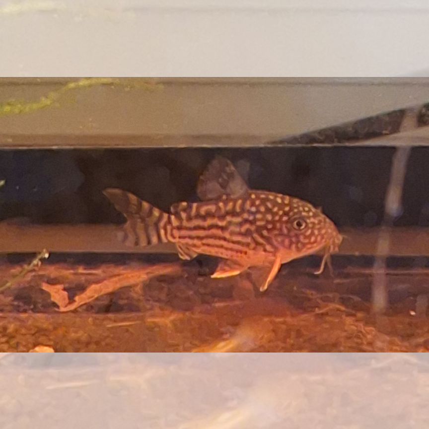 Сомики коридорасы Штерба