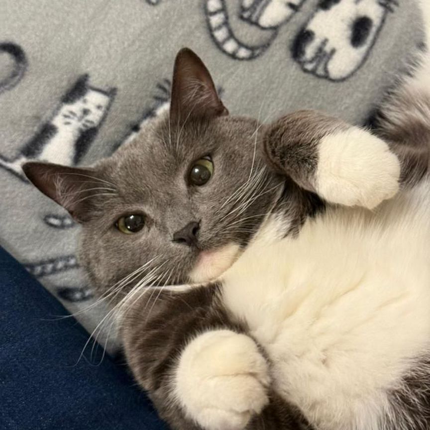 Котик в добрые руки бесплатно