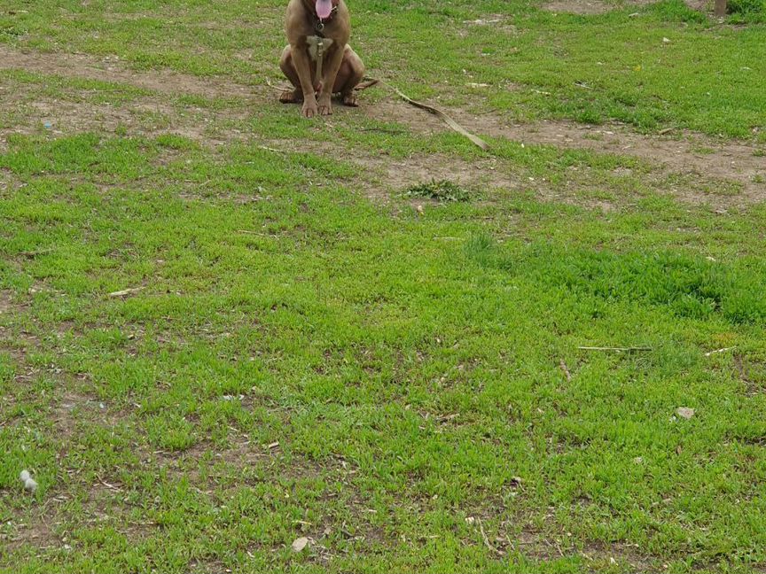 Питбуль Рич. Год и 9 месяцев, не развязан