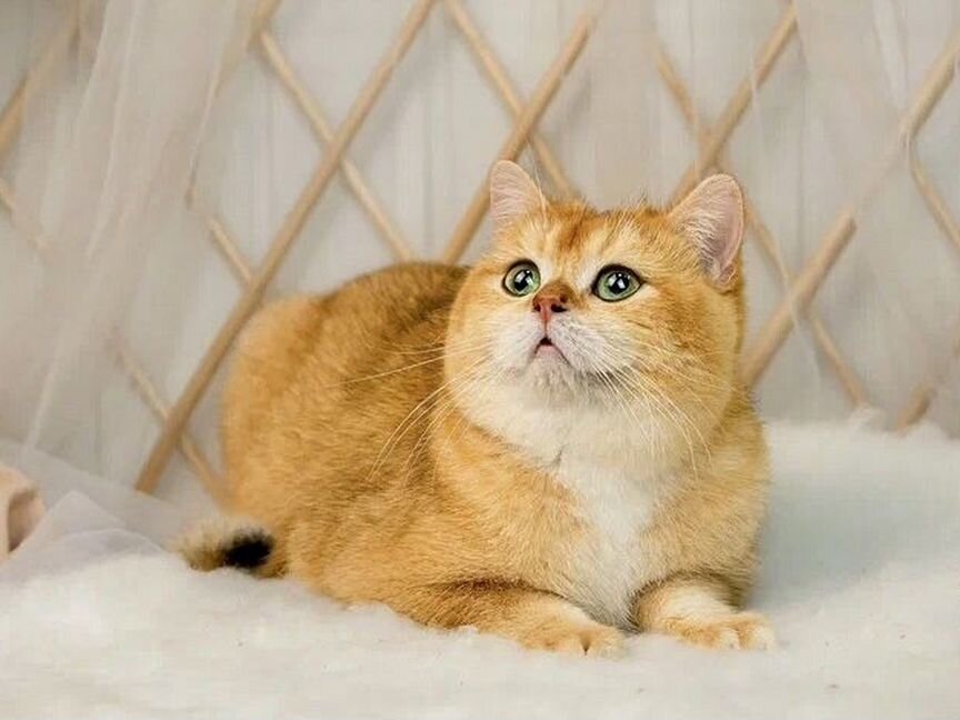 Кот британский золотая шиншилла