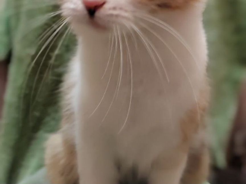 Кошка в дар бесплатно