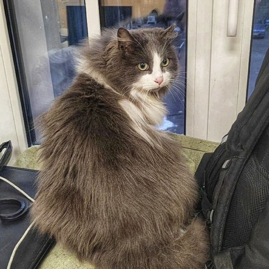 Кошка Пушинка