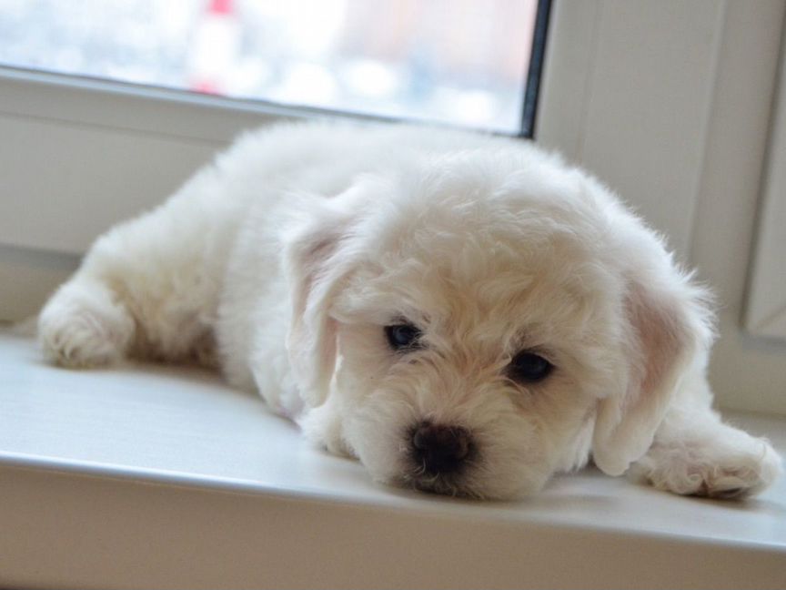 Бишон фризе