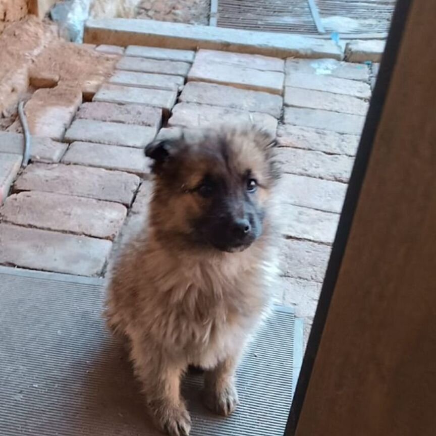 Отдам щенков в добрые руки