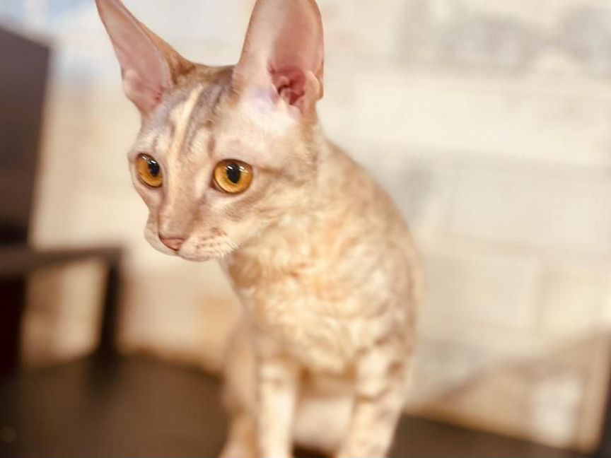 Корниш-рекс кошечка