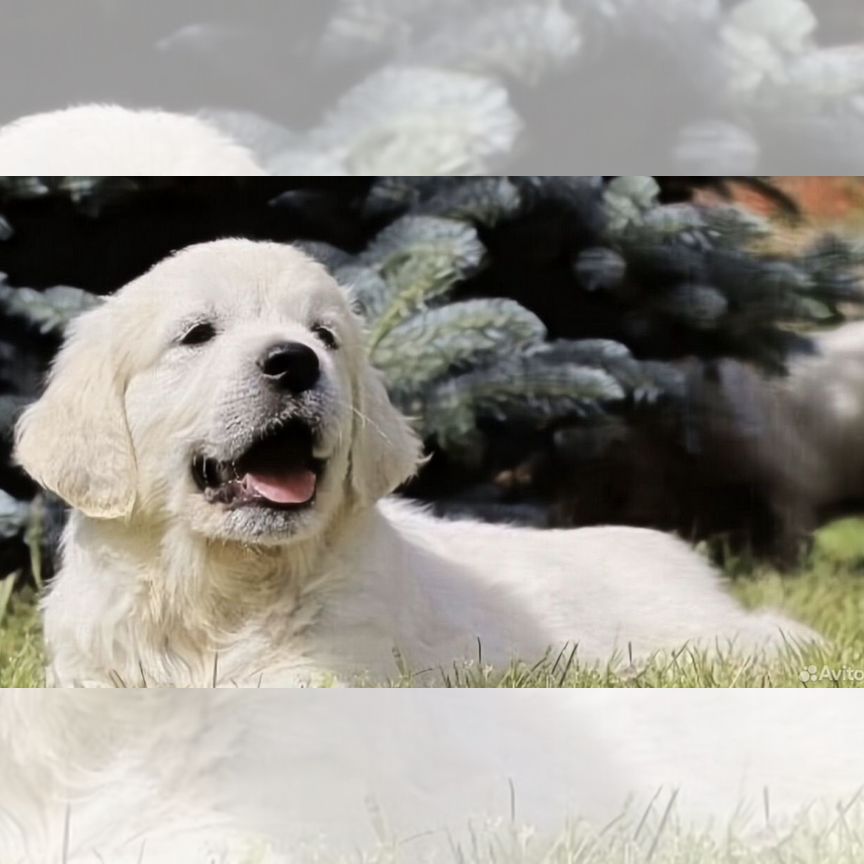 Золотистый ретривер, щенок