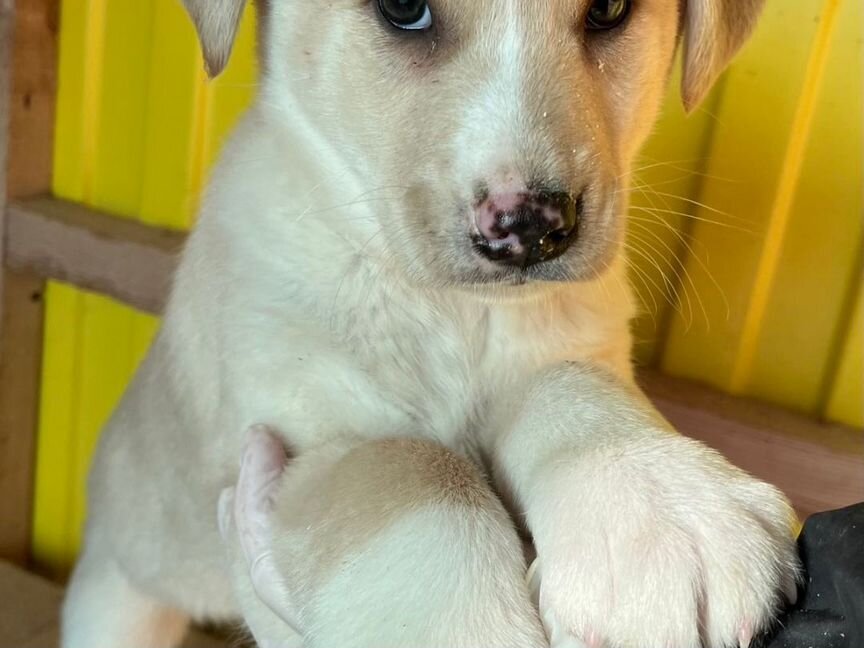 Щенки в добрые руки