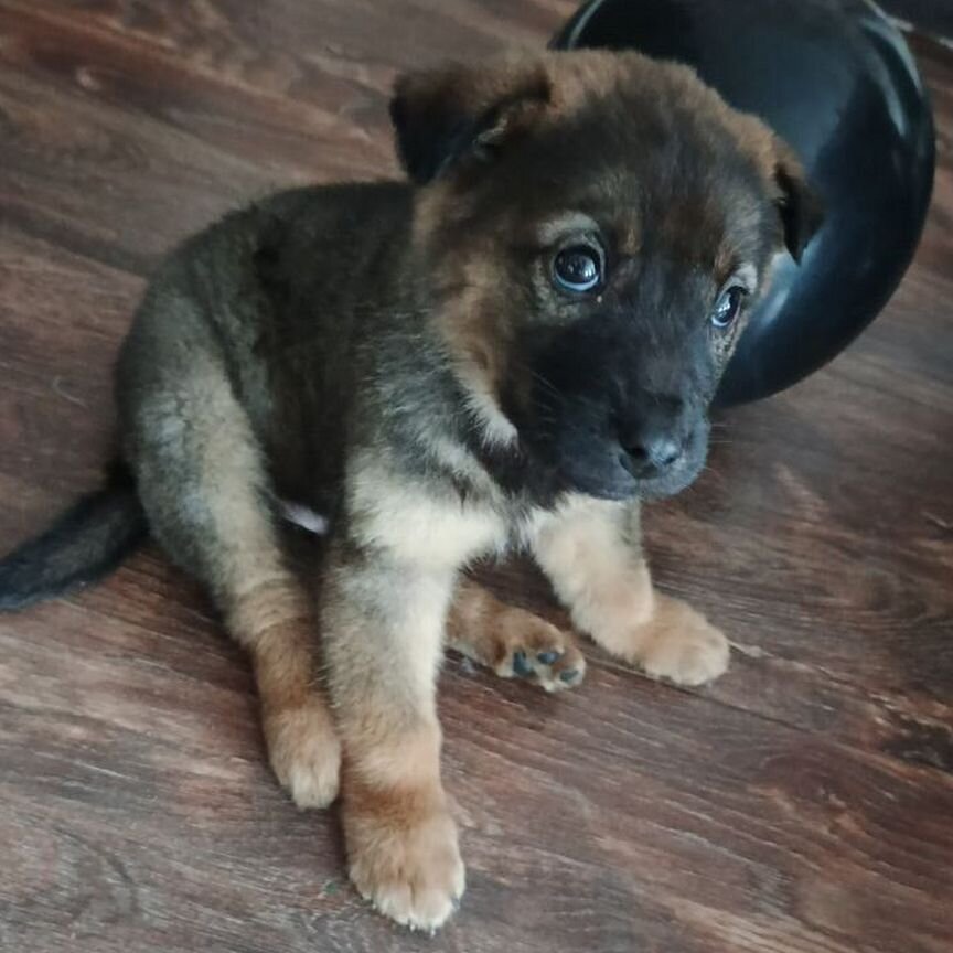 Щенок в добрые руки