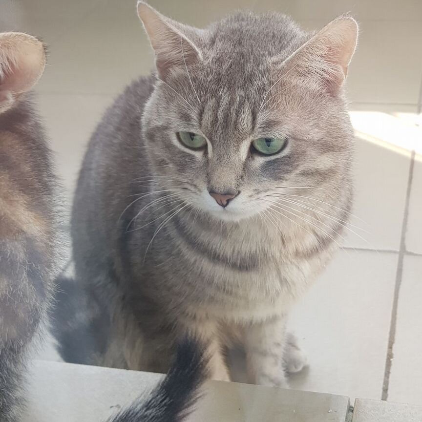 Отдаю кота бесплатно