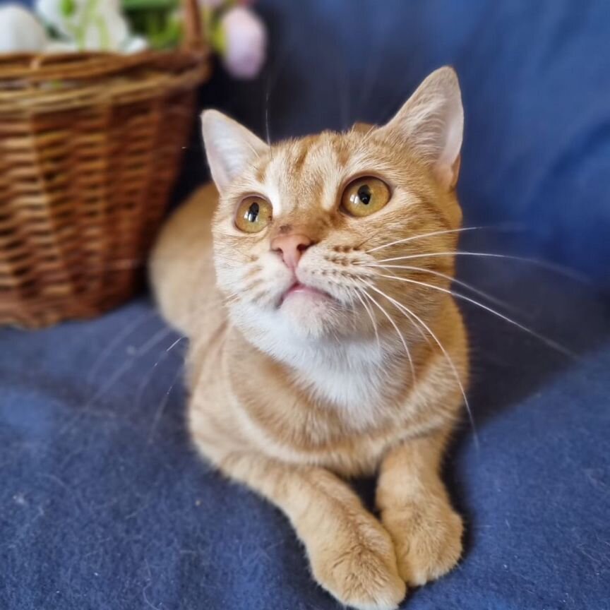 Кошка рыженькая