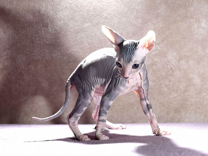 Котята (Донской сфинкс)