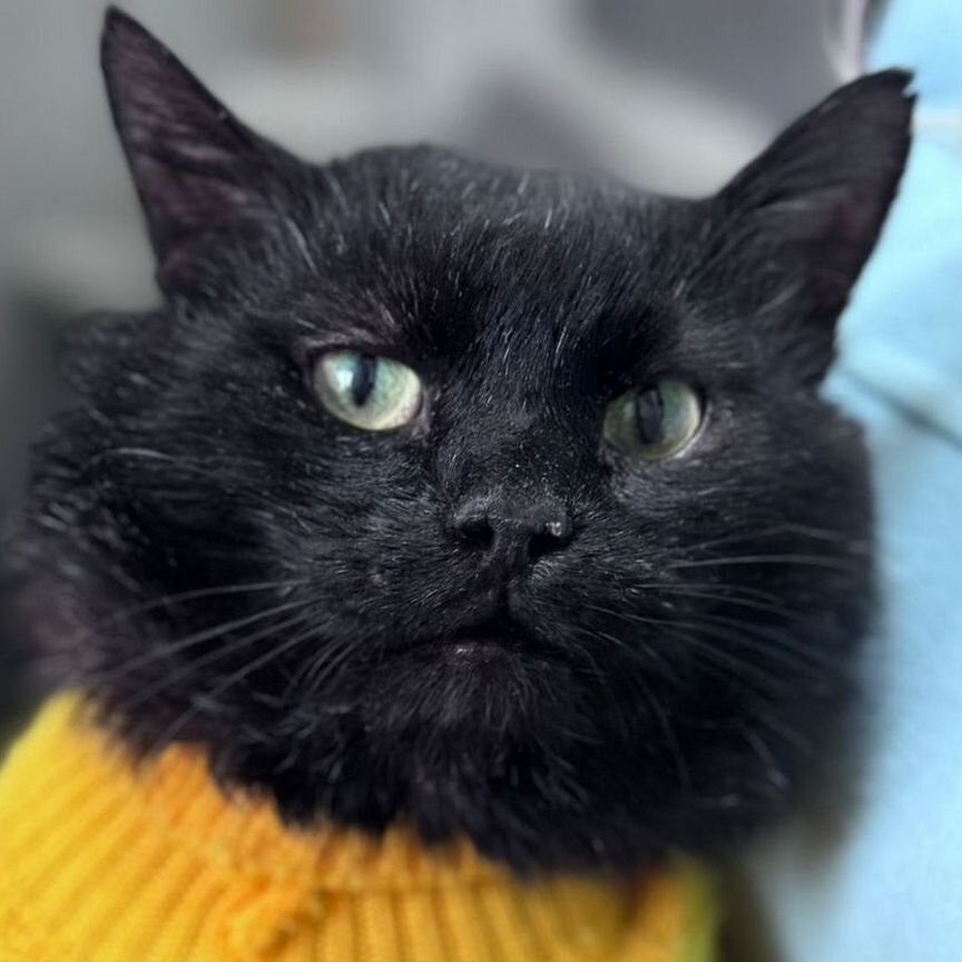 Кот Бывшедомашний Космос