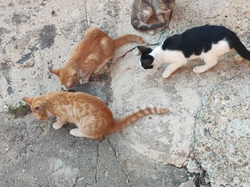 Котята в добрые руки