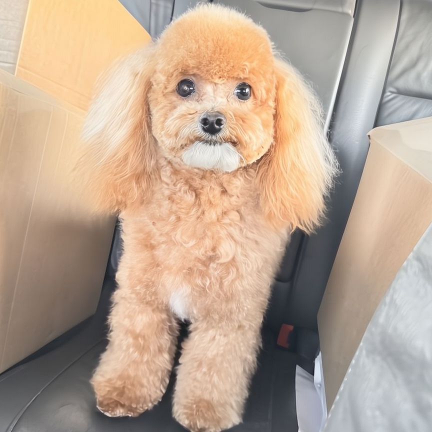 Мальтипу, щенок