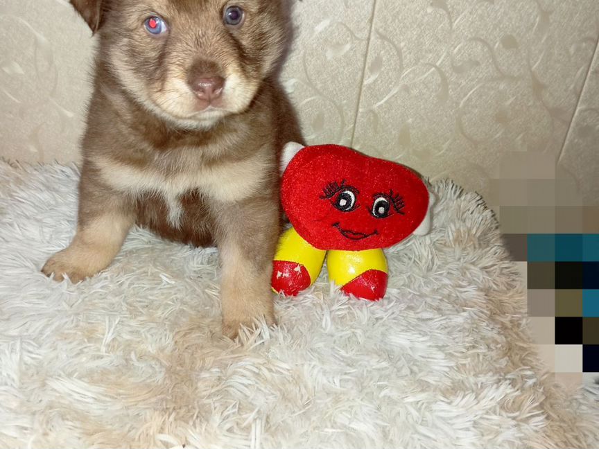 Помски шоколадик