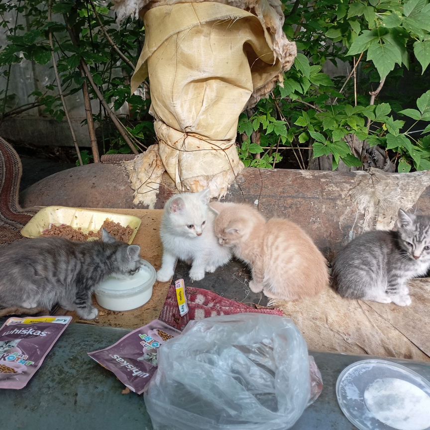 Котята в добрые руки
