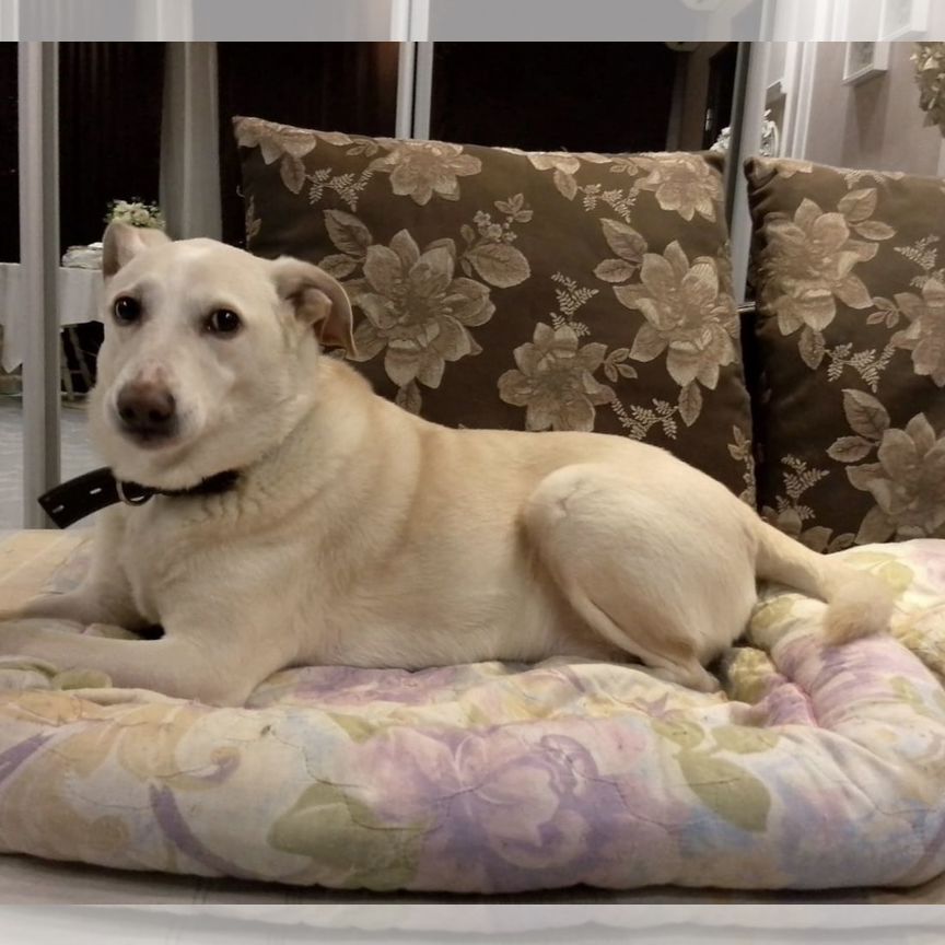 Взрослая собака в добрые руки