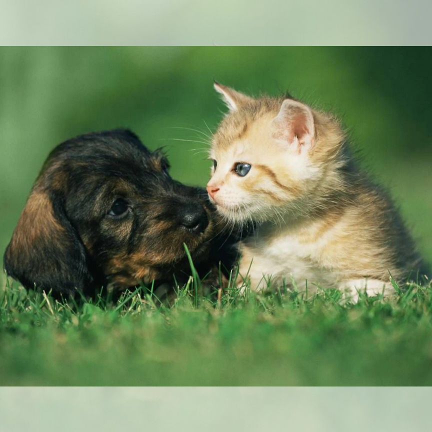 Котята и щенки