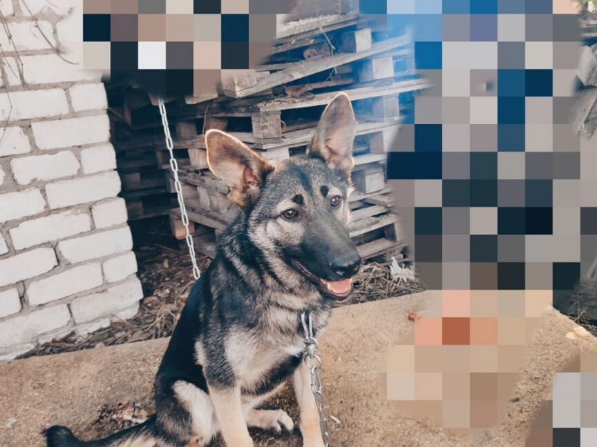 Восточноевропейская овчарка помесь