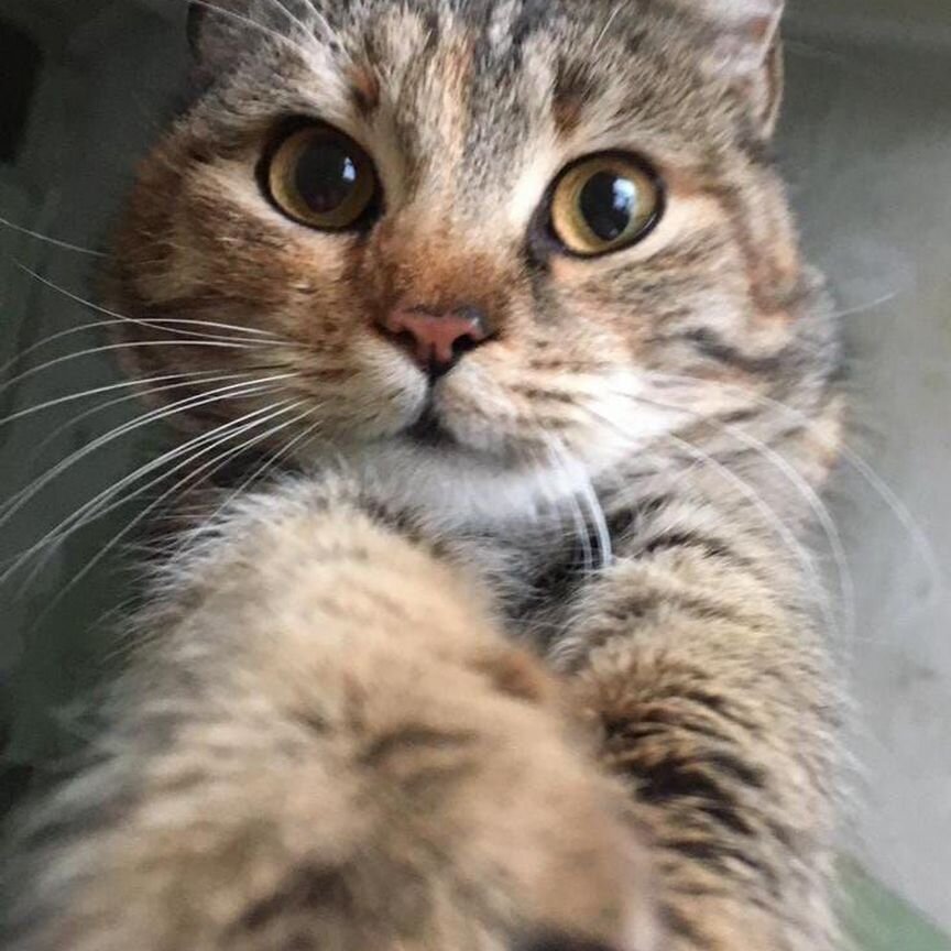 Кошка в добрые руки
