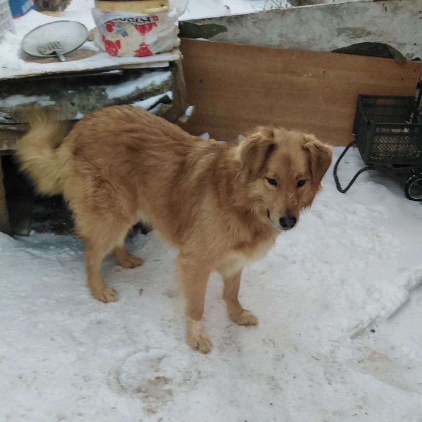 Взрослая собака в добрые руки