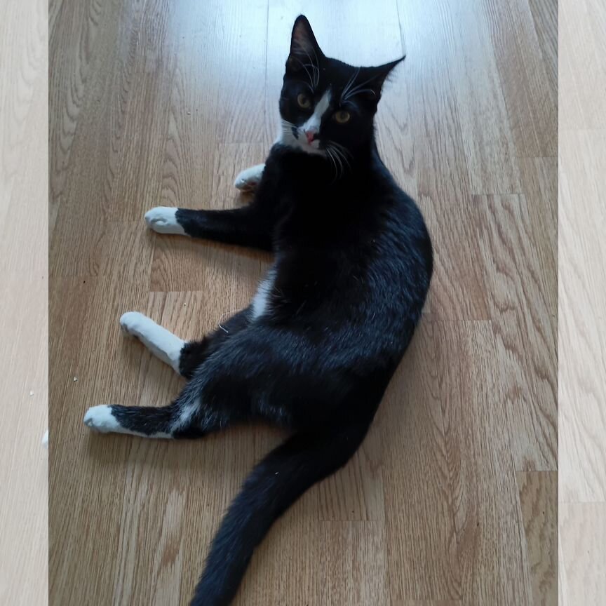 Котёнок в добрые руки