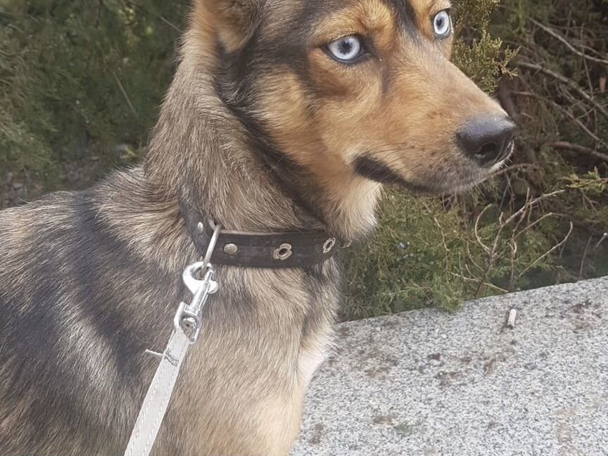 Кира в добрые руки