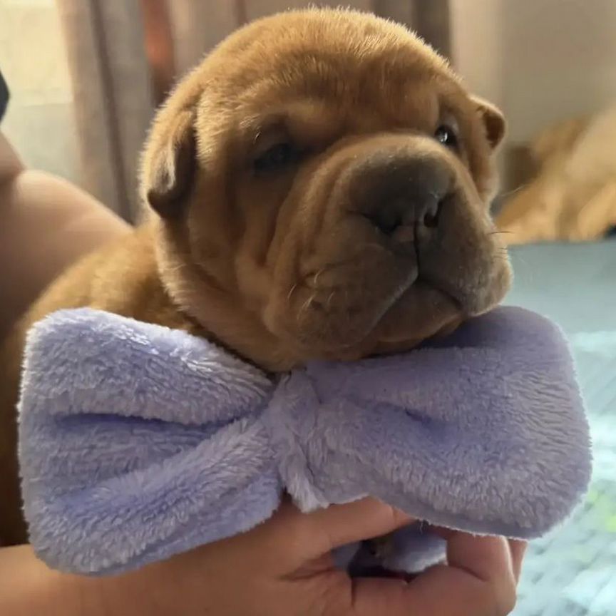 Шарпей, щенок