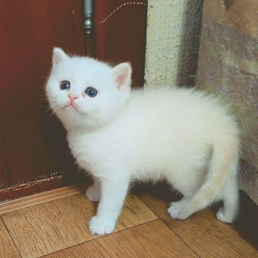 Шотландский котик