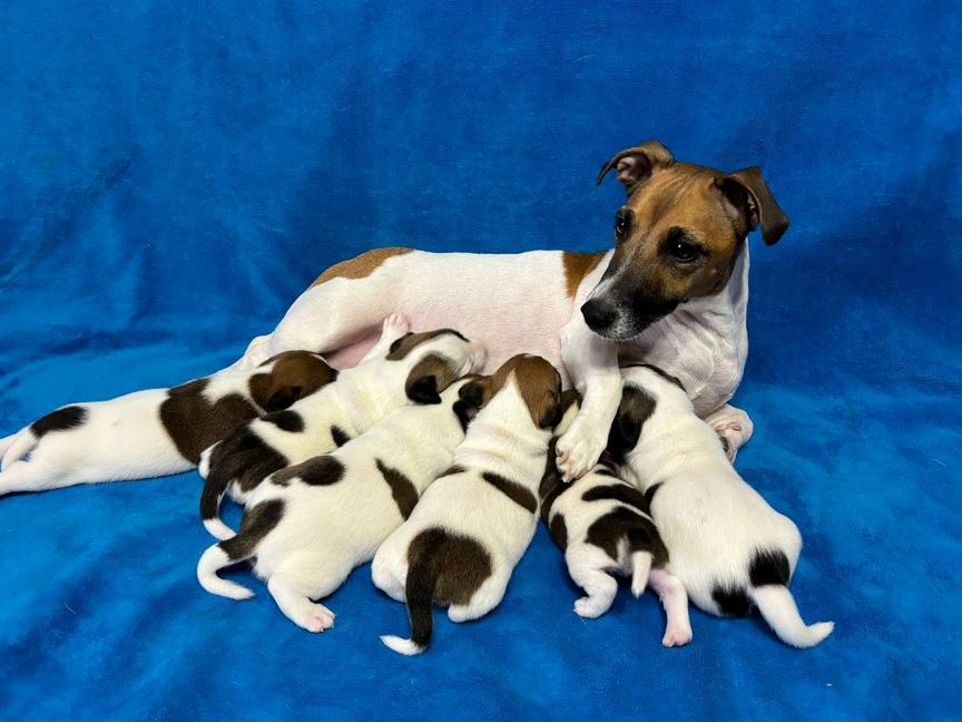 Шикарные щенки Джек Рассел терьера