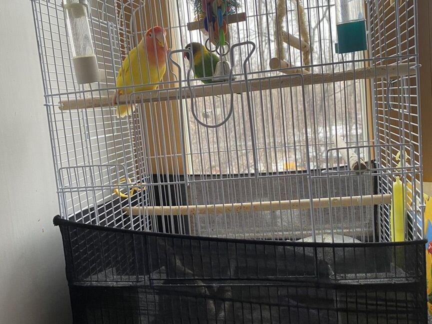 Клетка для попугая и попугиа неразлучники
