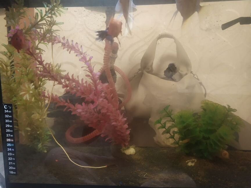 Аквариум с рыбками