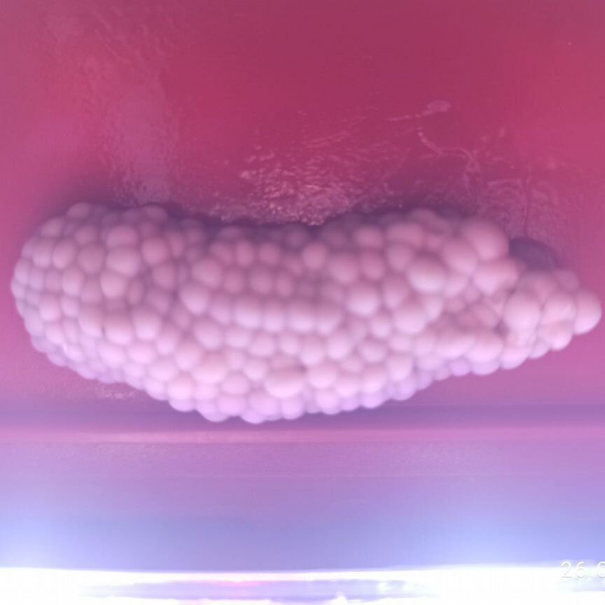 Икра улиток ампулярии цветные