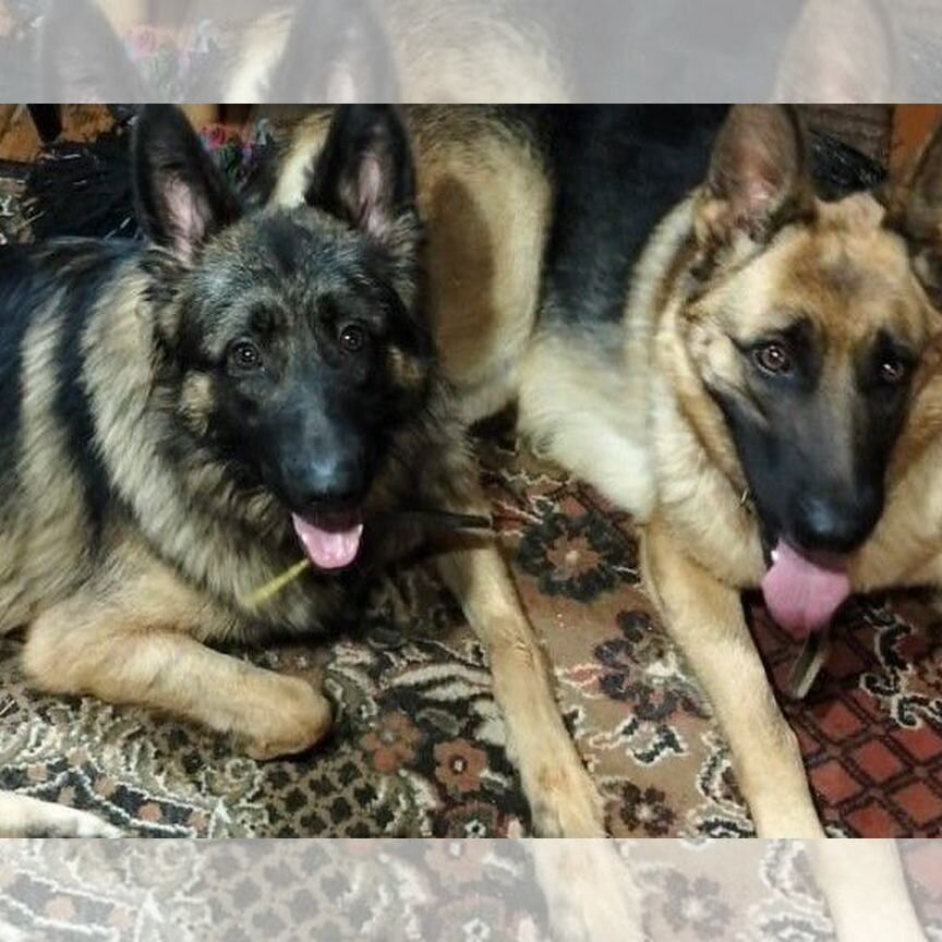 Немецкая овчарка, щенок