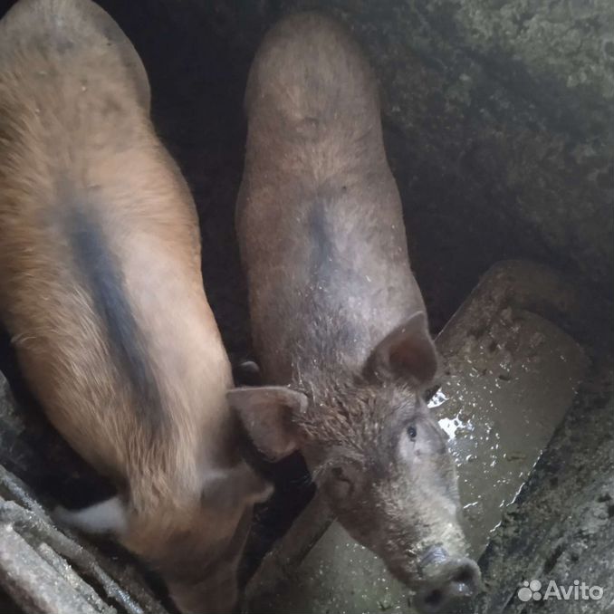 Вьетнамский хряк