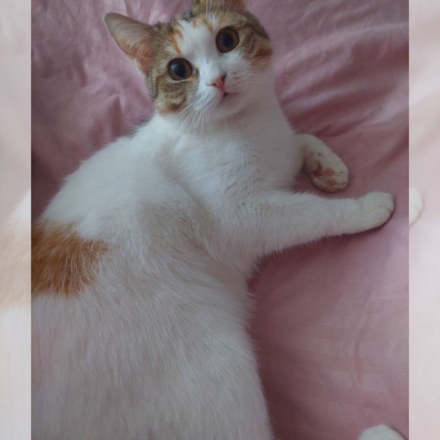 Взрослая, кошка в добрые руки