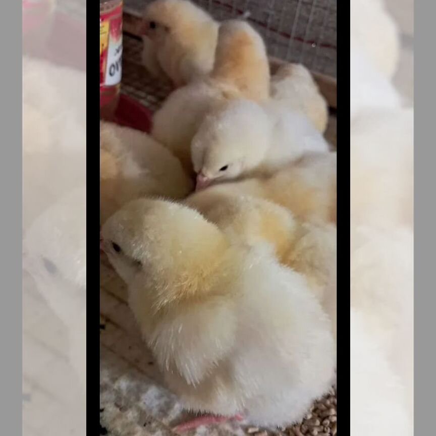 Цыплята бройлеры суточные