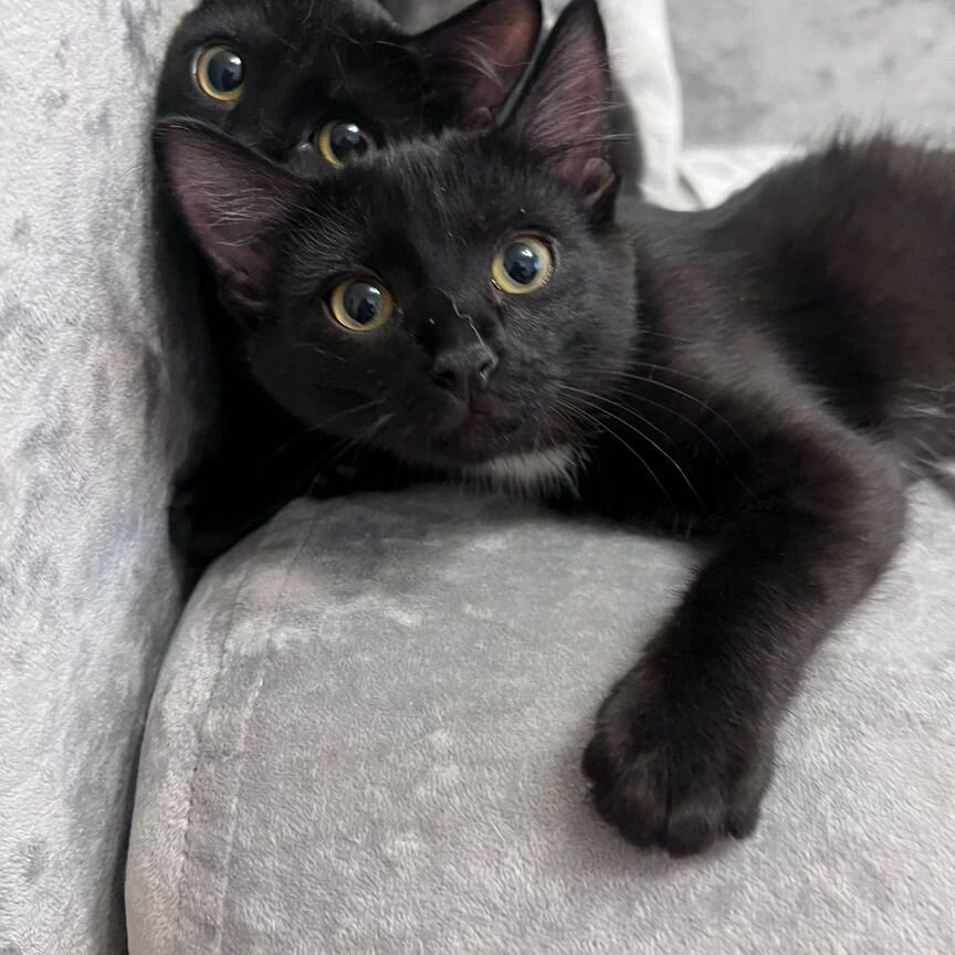Котята, девочки, мини пантеры в добрые руки