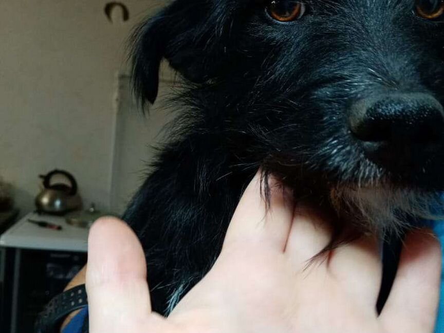 Маленькая ушастая терьерочка 29 см