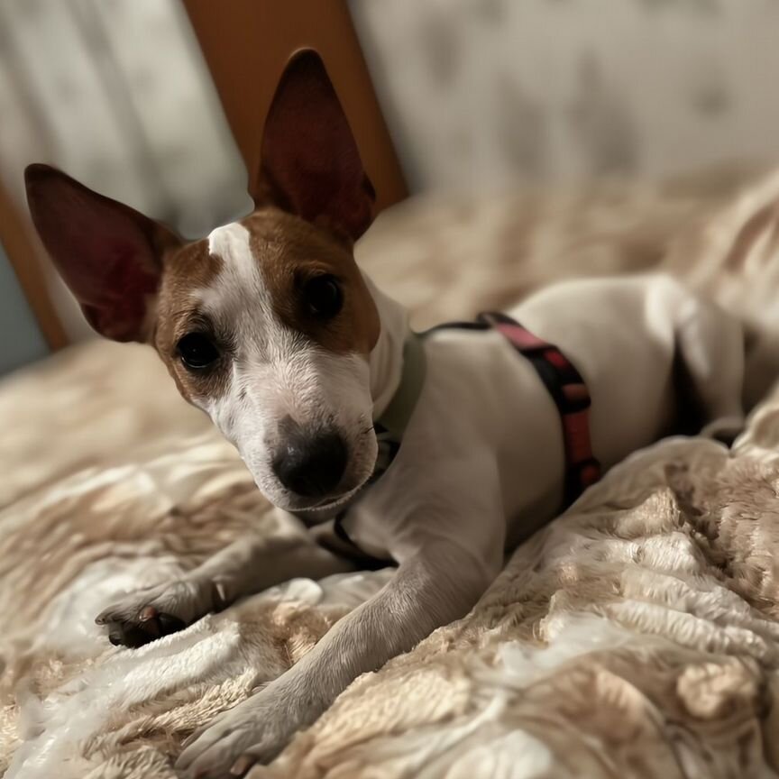 Джек-рассел-терьер, щенок