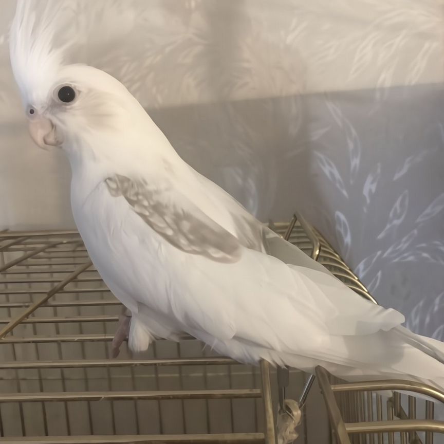 Попугай корелла птенец