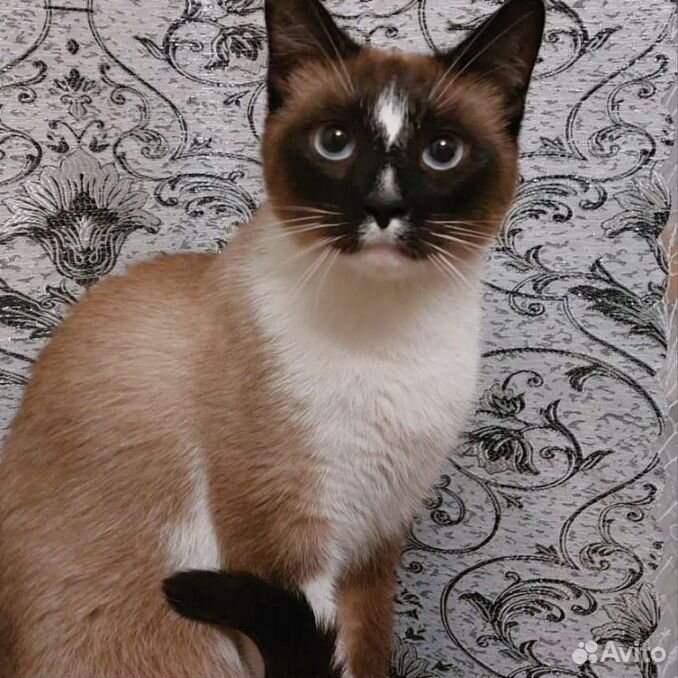 Кот Мурзик в добрые руки