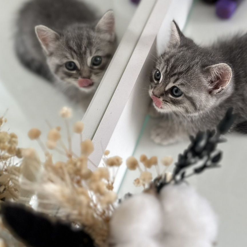 Шотландский прямоухий короткошёрстный котёнок