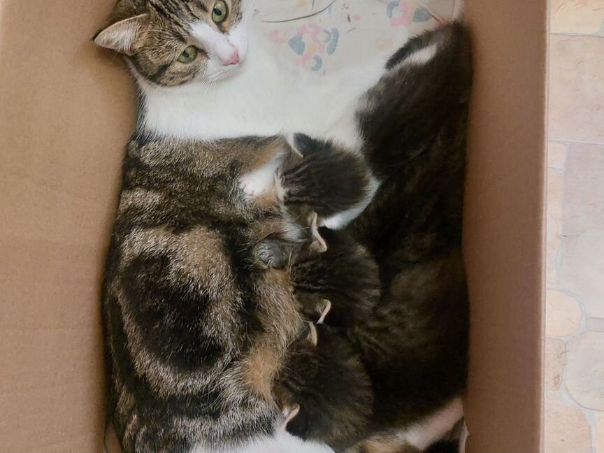 Котятки в дар добрым людям