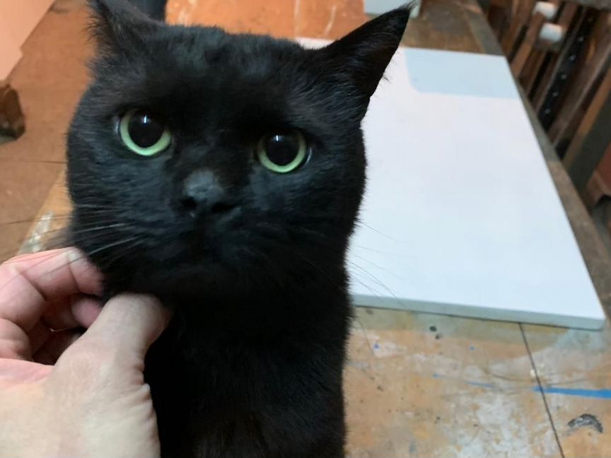 Котейку-потеряшку - в добрые руки