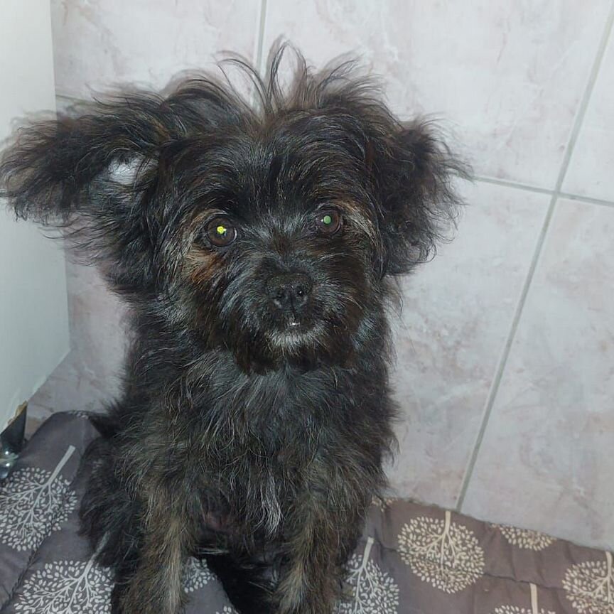 Смешанная порода в добрые руки. Девочка 4месяца