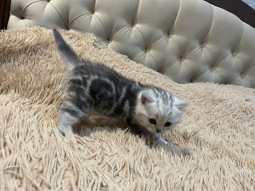 Шотландский котенок