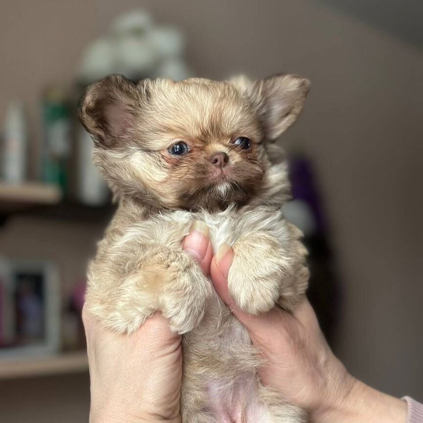 Чихуахуа девочка